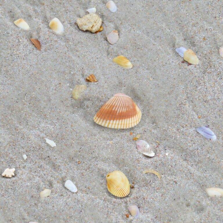 The 10 Best Shelling Beaches in Florida - Coastal Wandering