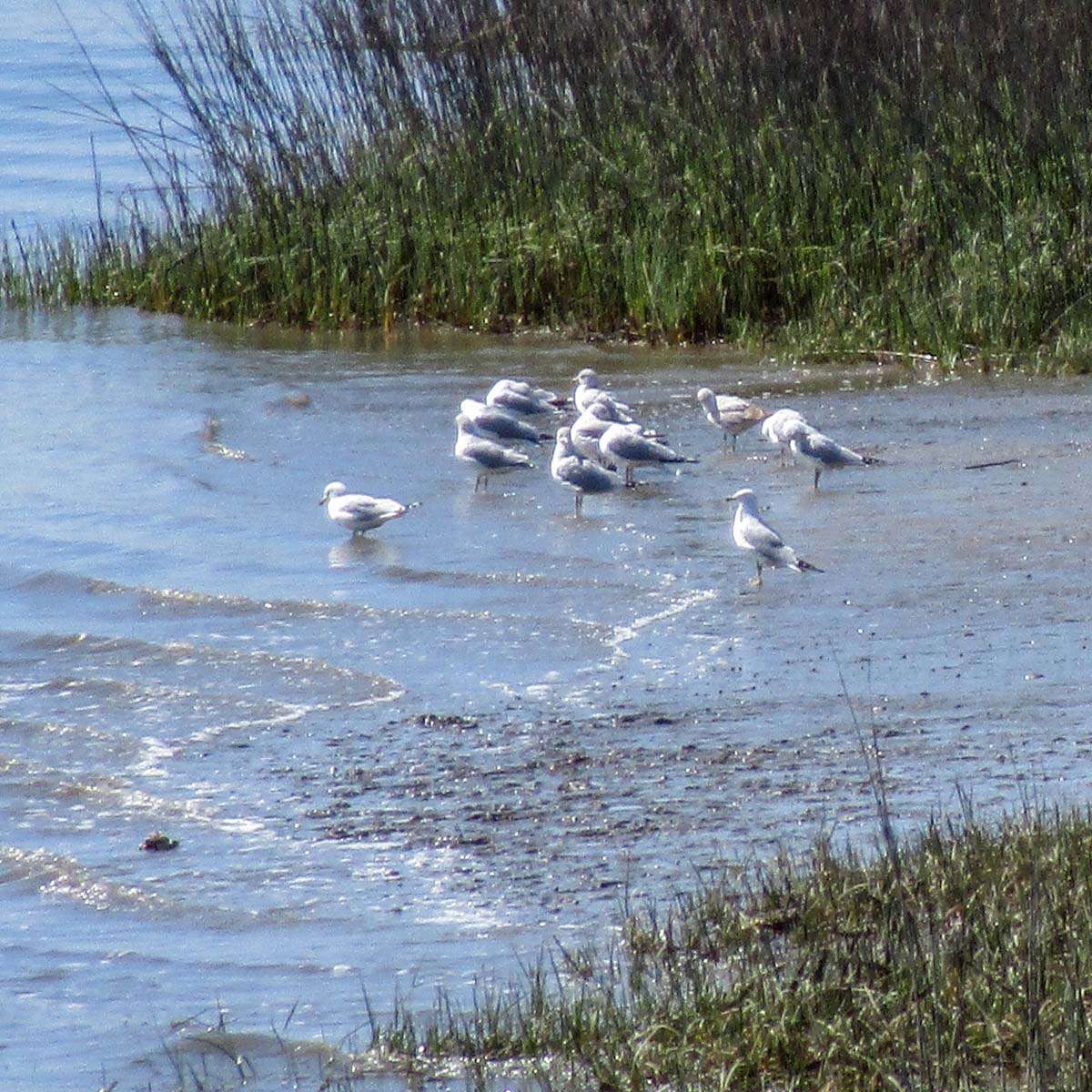 Butterbean Beach: Savannah GA Hidden Gem Only Locals Know About ...